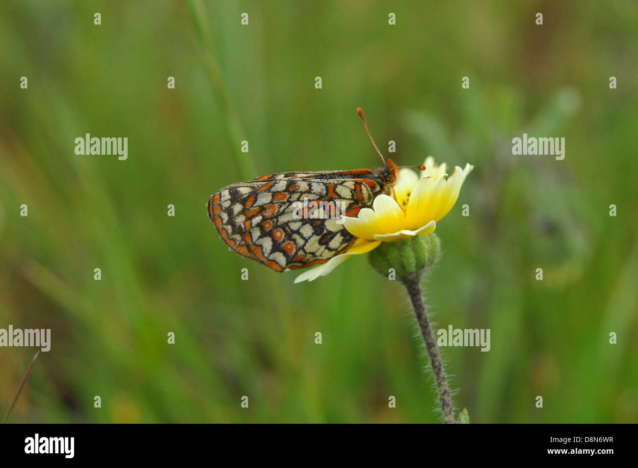 Edith's checkerspot butterfly hi-res stock photography and images - Alamy