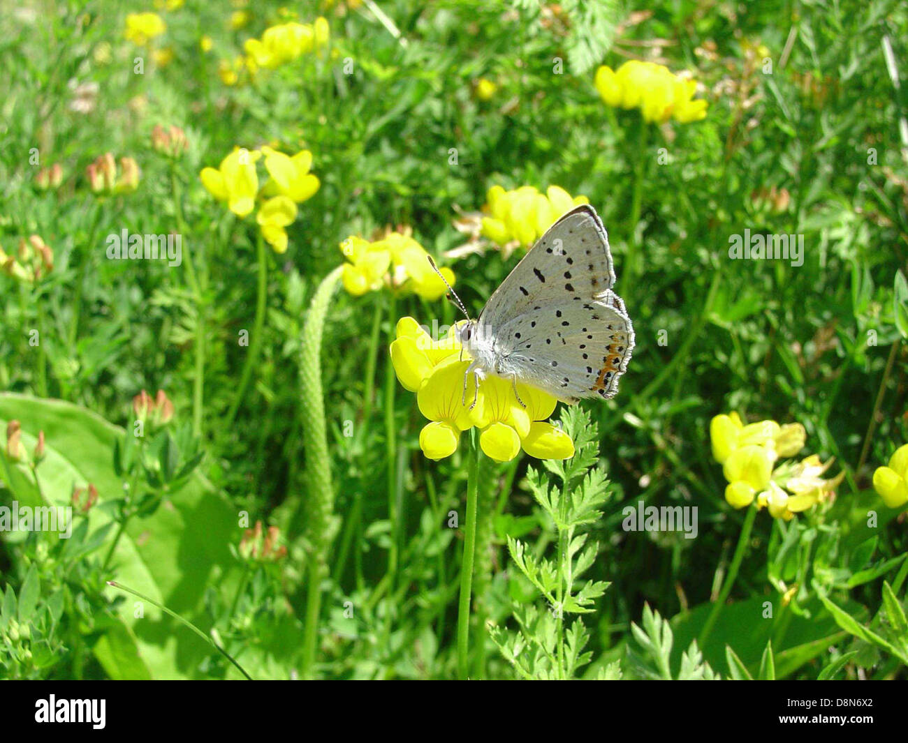 A butterfly of the Lycaenidae family, specifically the gray copper ...