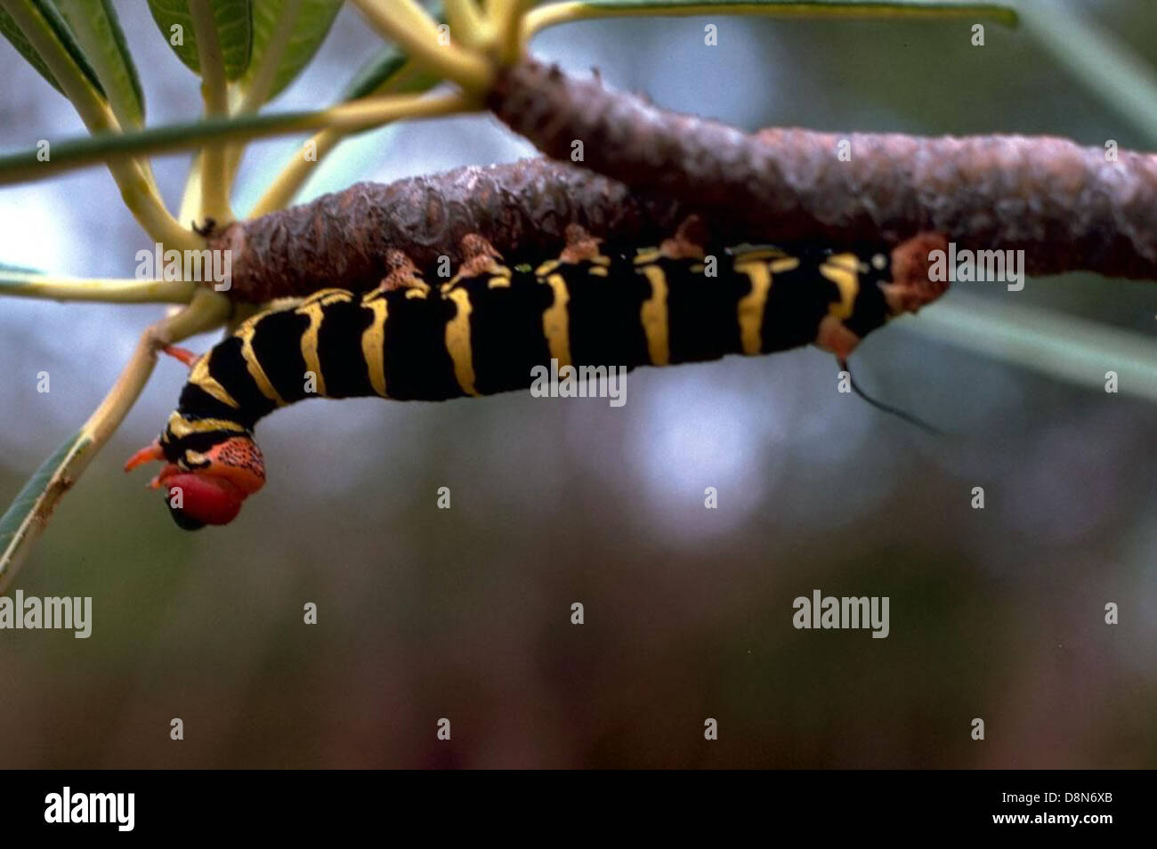 A close-up view of a butterfly or moth caterpillar feeding on a leaf ...
