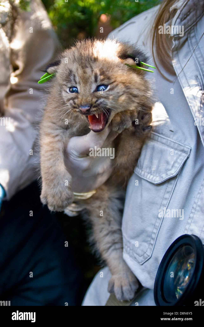 A Canada lynx kitten, a young wild cat native to the North American ...