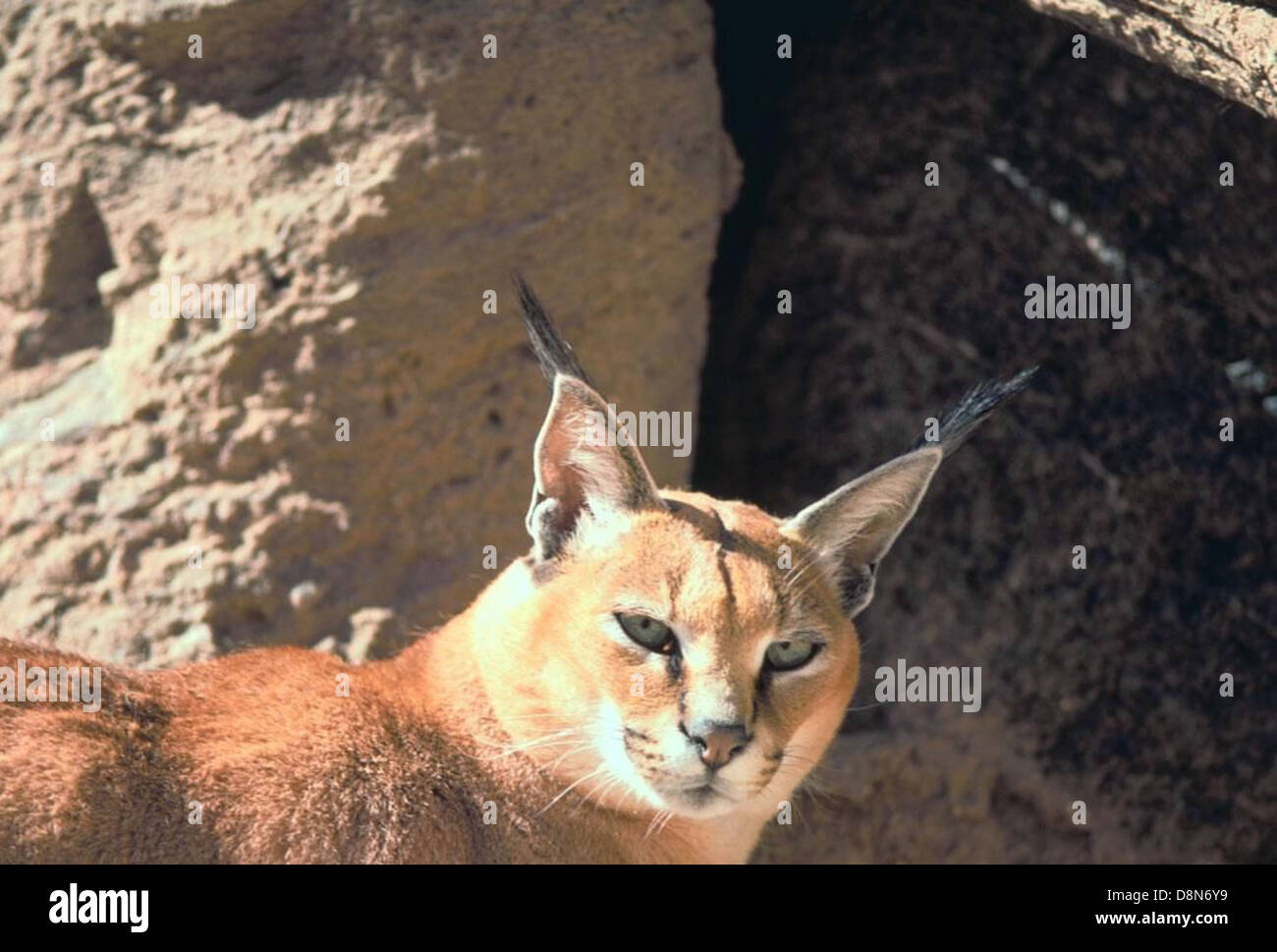 This image shows a Caracal cat, a wild feline known for its distinct ...