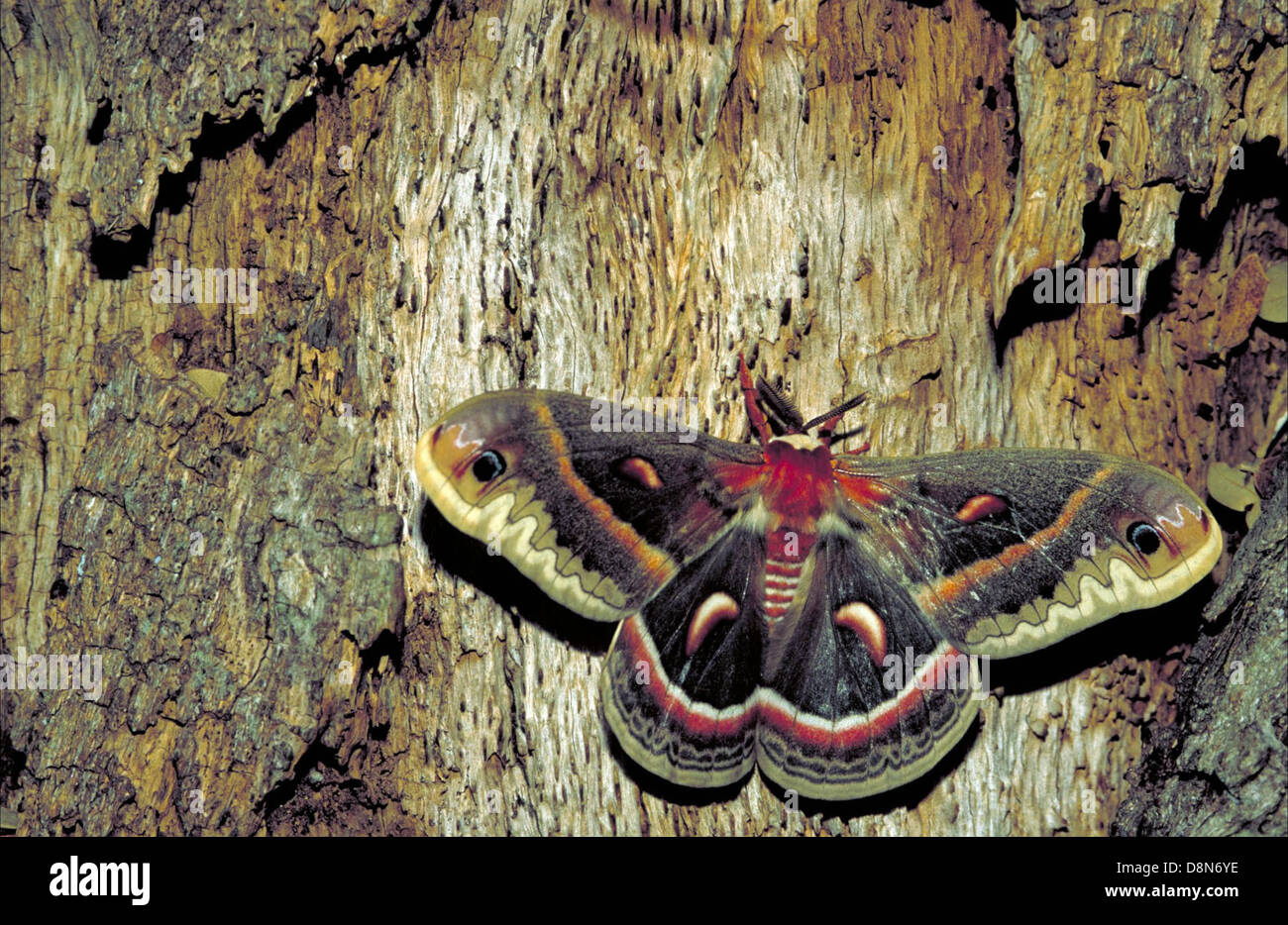 A close-up of the Cecropia moth, scientific name Hyalophora cecropia ...