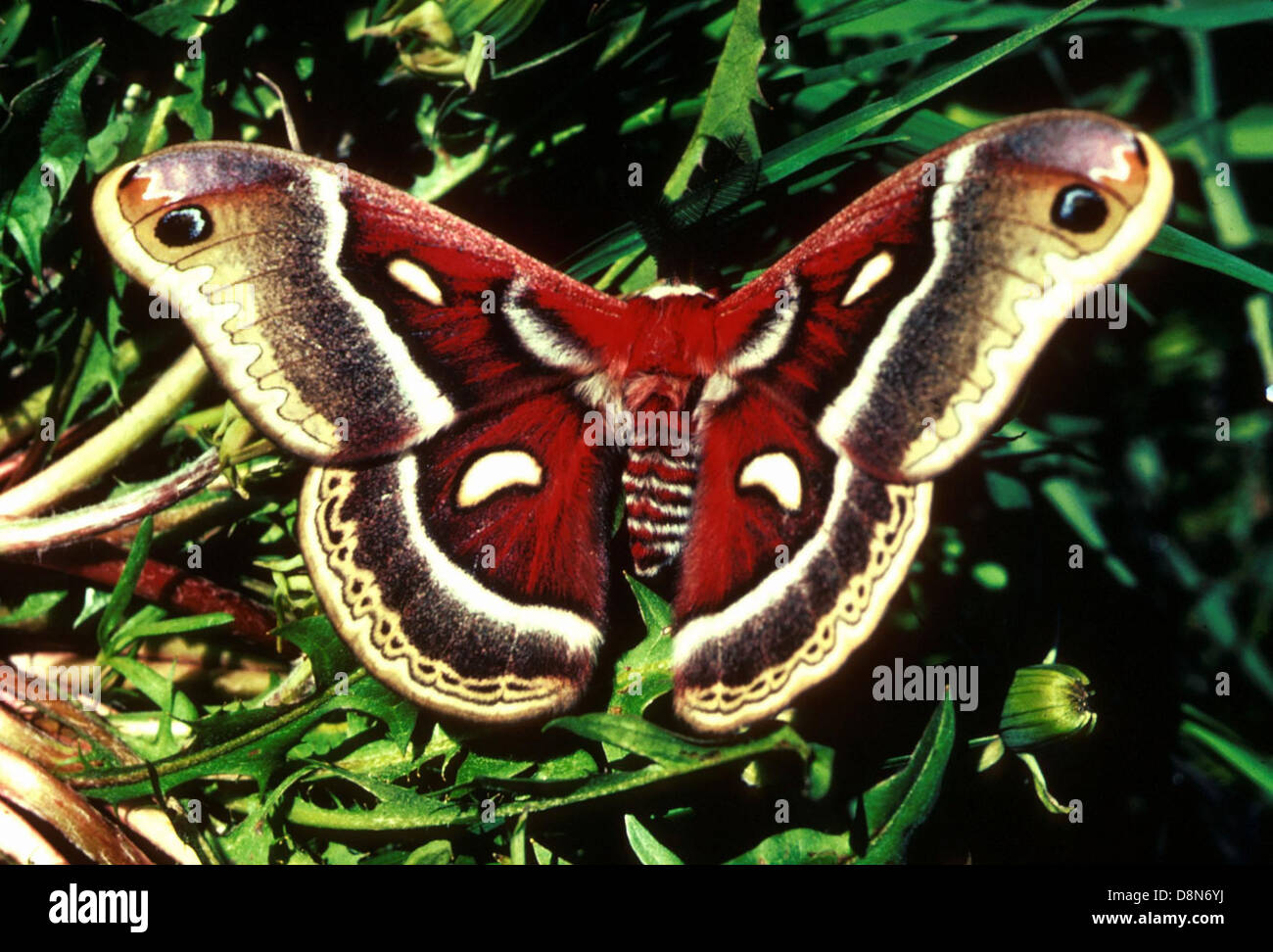 This image captures a Cecropia moth, a large species of moth, with its ...