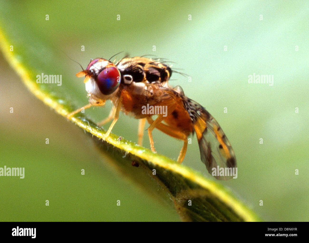 Ceratitis capitata hi-res stock photography and images - Alamy