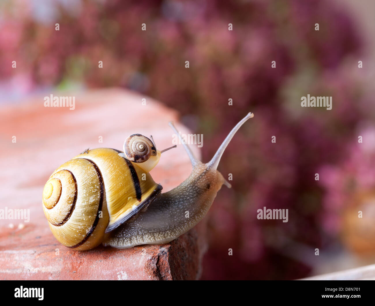 Garden banded snail hi-res stock photography and images - Alamy
