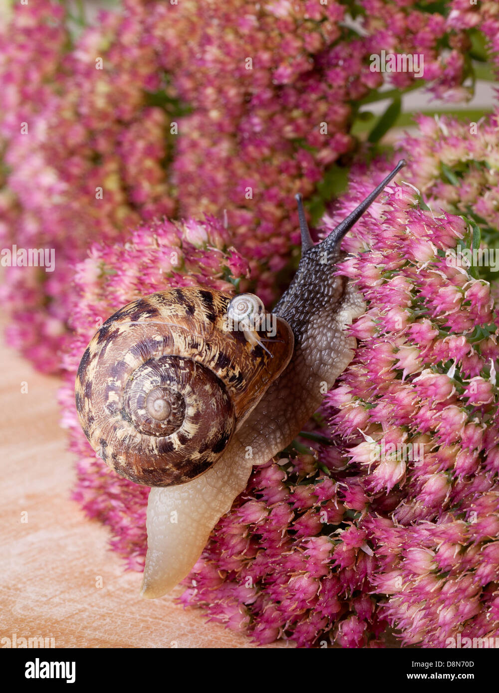 Snail and flower stalk hi-res stock photography and images - Alamy
