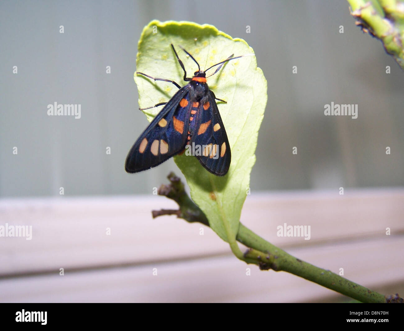 Highlighting distinctive wing patterns hi-res stock photography and ...