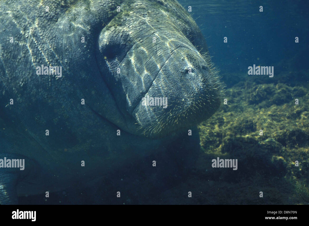 Close up image of manatee underwater Stock Photo - Alamy