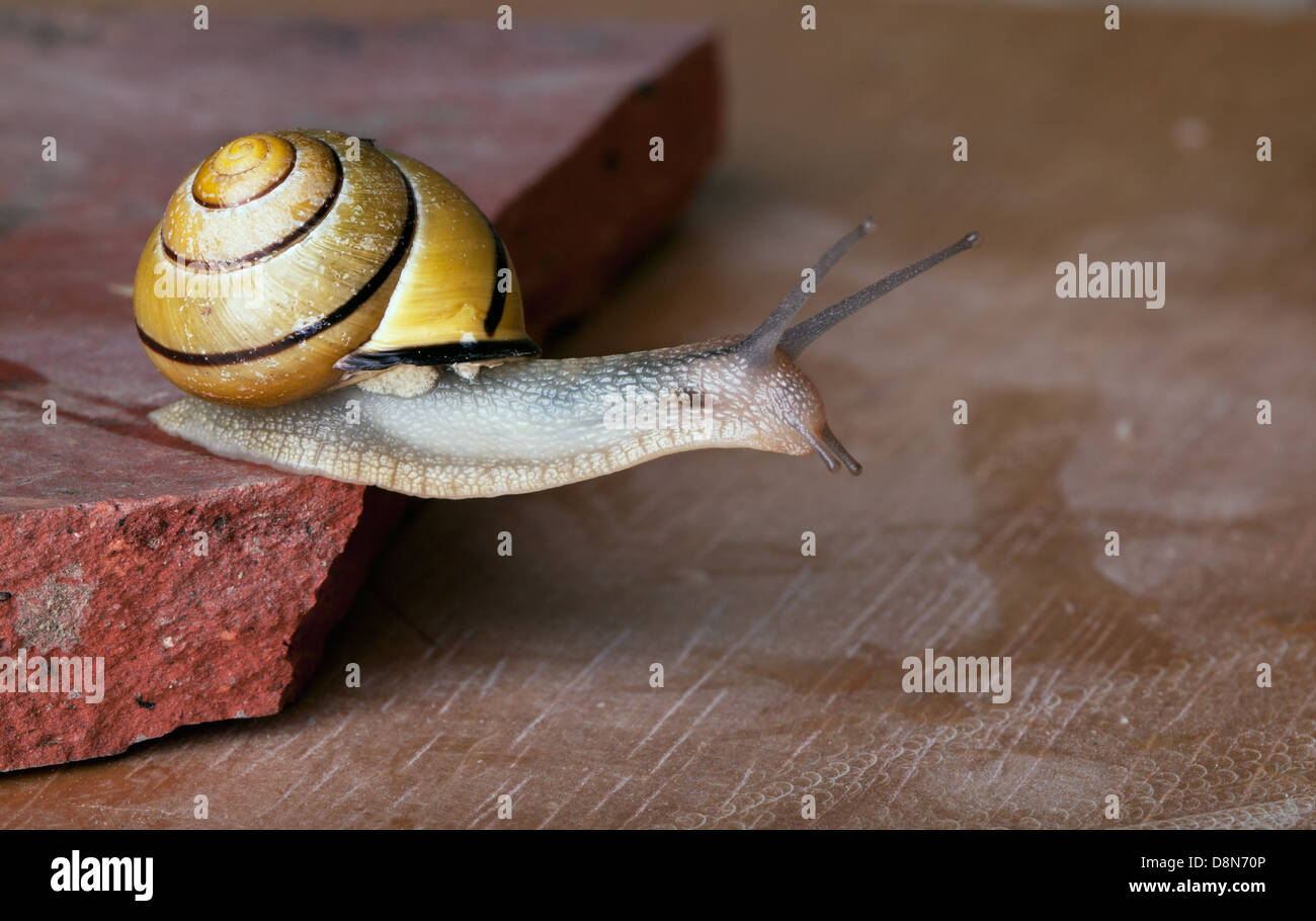 Banded garden snail hi-res stock photography and images - Alamy