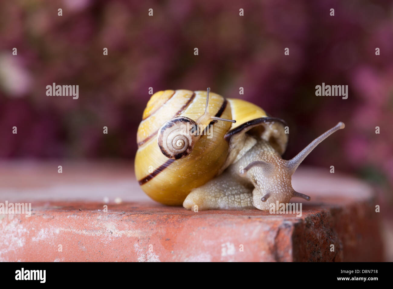 Banded Garden Snail Stock Photo - Alamy