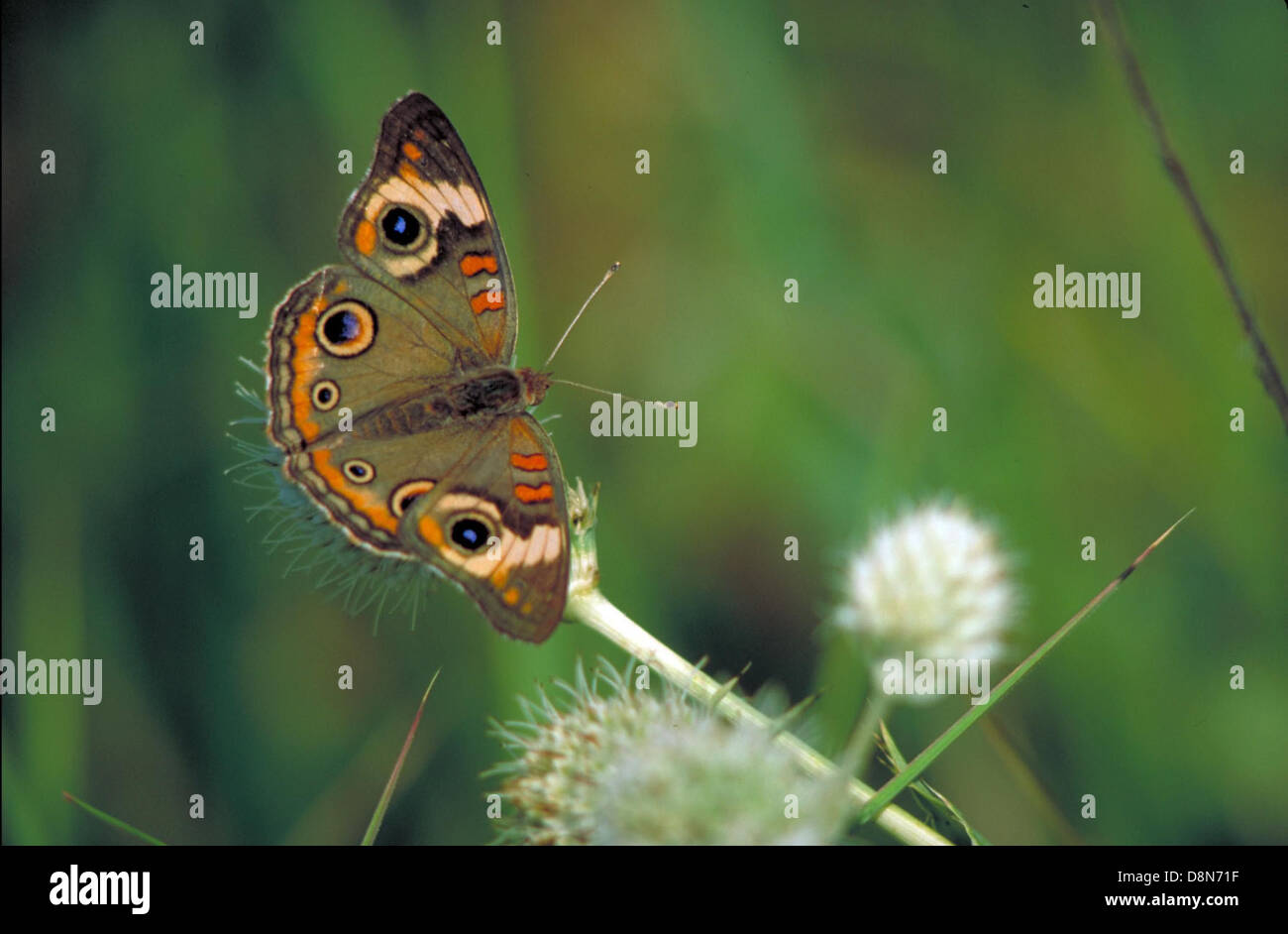 The Common Buckeye butterfly (Junonia coenia) is shown in its natural ...