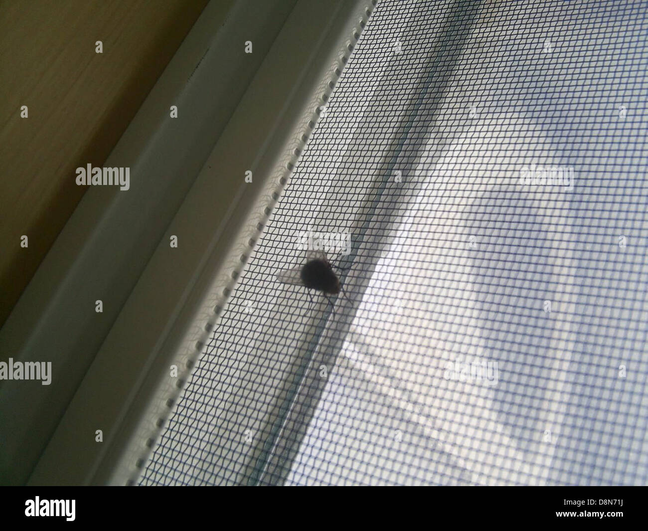 Common house fly on screen of window Stock Photo - Alamy