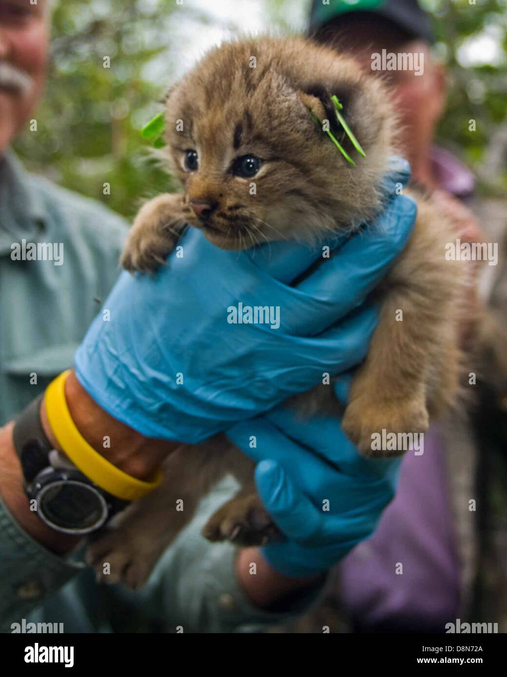 Lynx ears hi-res stock photography and images - Alamy