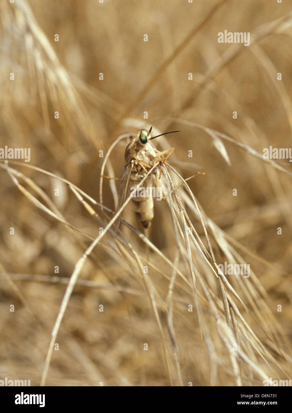 The Delhi Sands flower-loving fly, a rare and endangered species, is ...