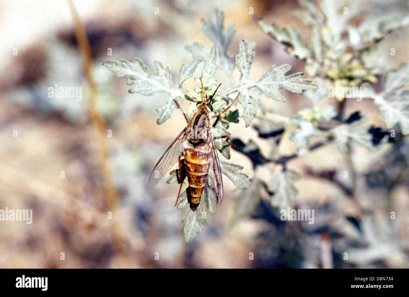 A close-up of the Delhi sands flower-loving fly (Rhaphiomidas ...