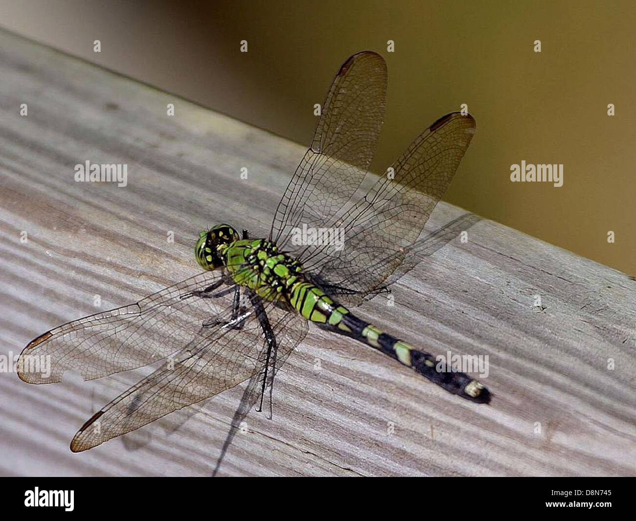 A dragonfly is captured in mid-flight, its wings in motion as it hovers ...