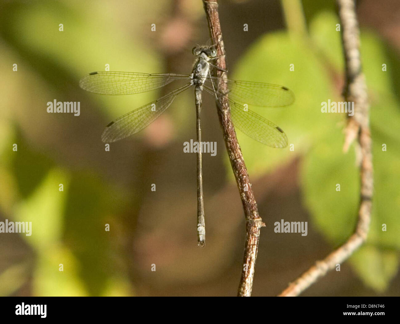 Grass and flying insects hi-res stock photography and images - Alamy