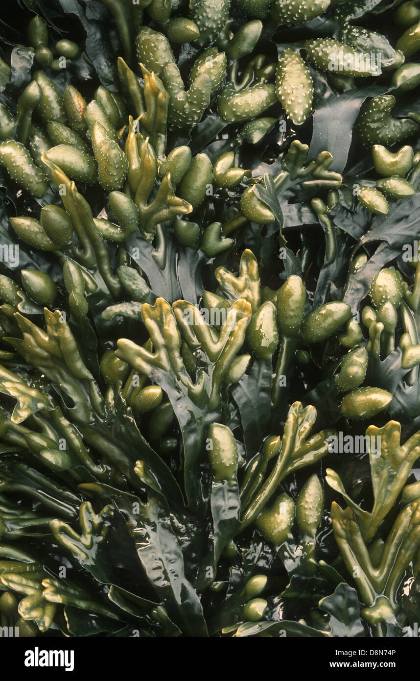 Bladder wrack (Fucus vesiculosus Stock Photo - Alamy