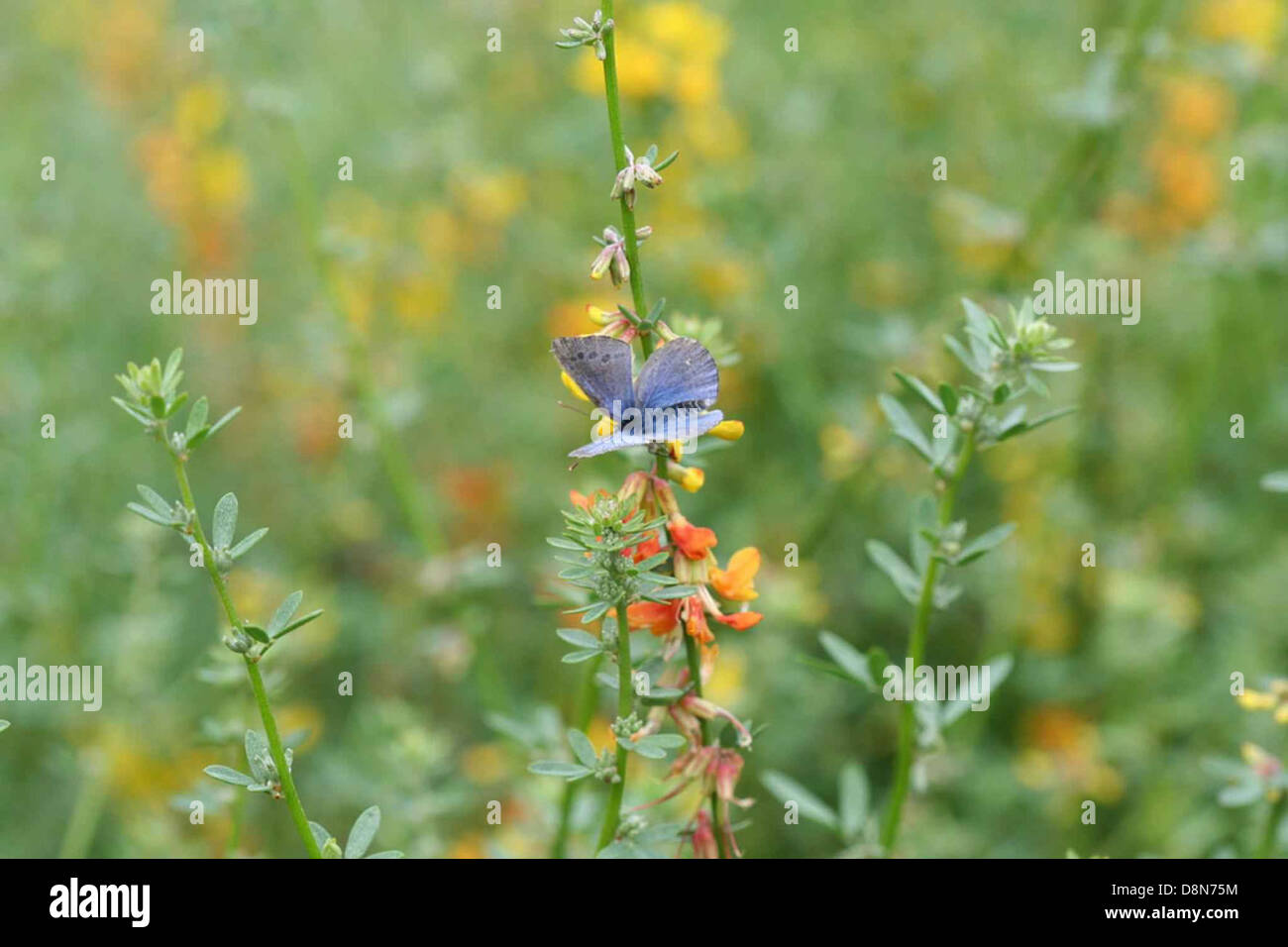 The image depicts an endangered butterfly species, showcasing its ...