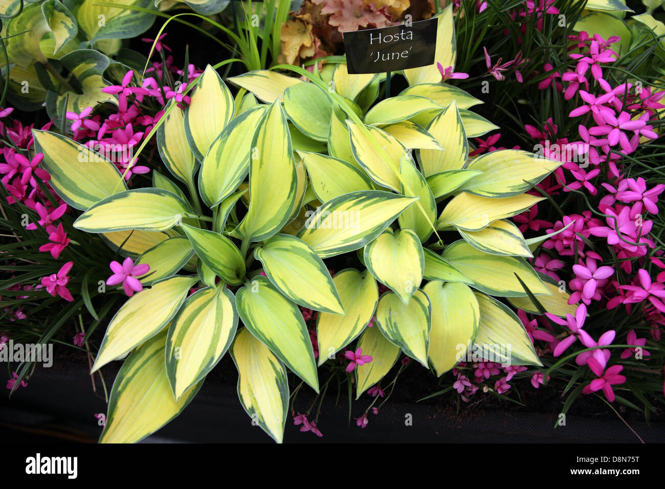 Hosta June, compact variety shown by Mr Middleton Garden Shop at Bloom ...