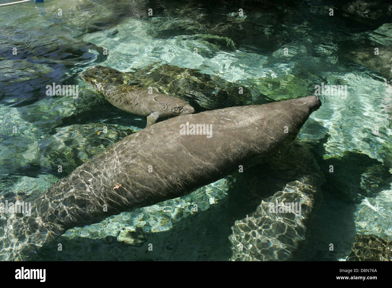 The image features a manatee, a slow-moving herbivorous marine mammal ...