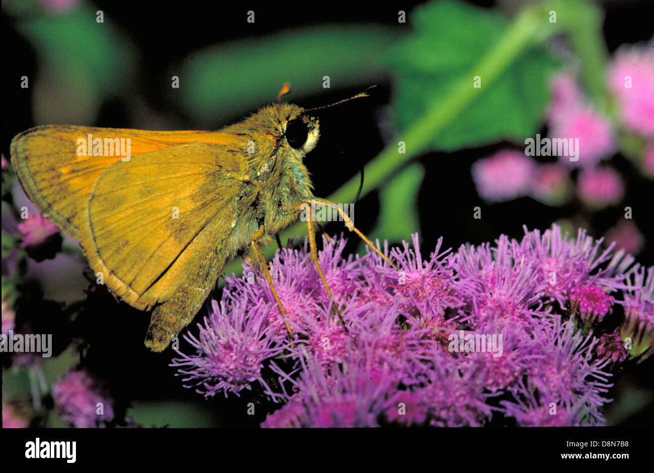 The European Skipper butterfly, scientifically named Thymelicus lineola ...