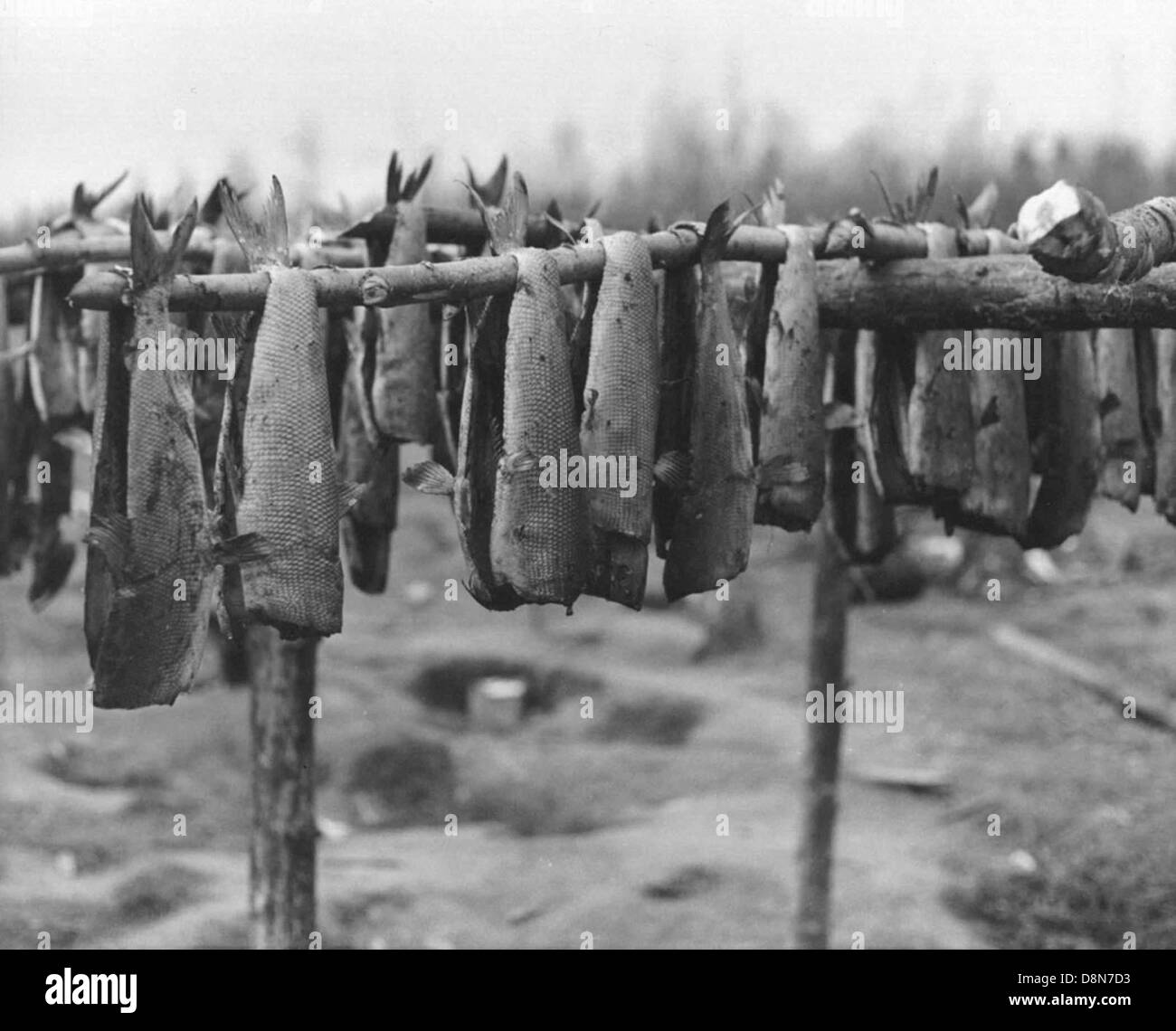 A traditional image of fish drying on racks, highlighting an age-old ...
