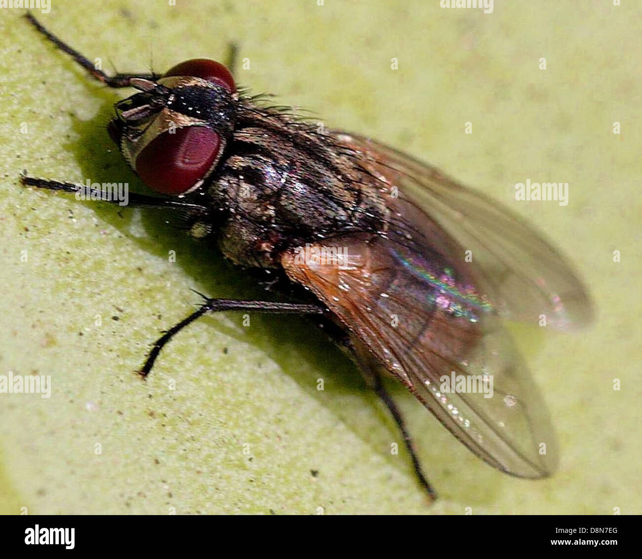 A close-up of a housefly (Musca domestica), one of the most common and ...