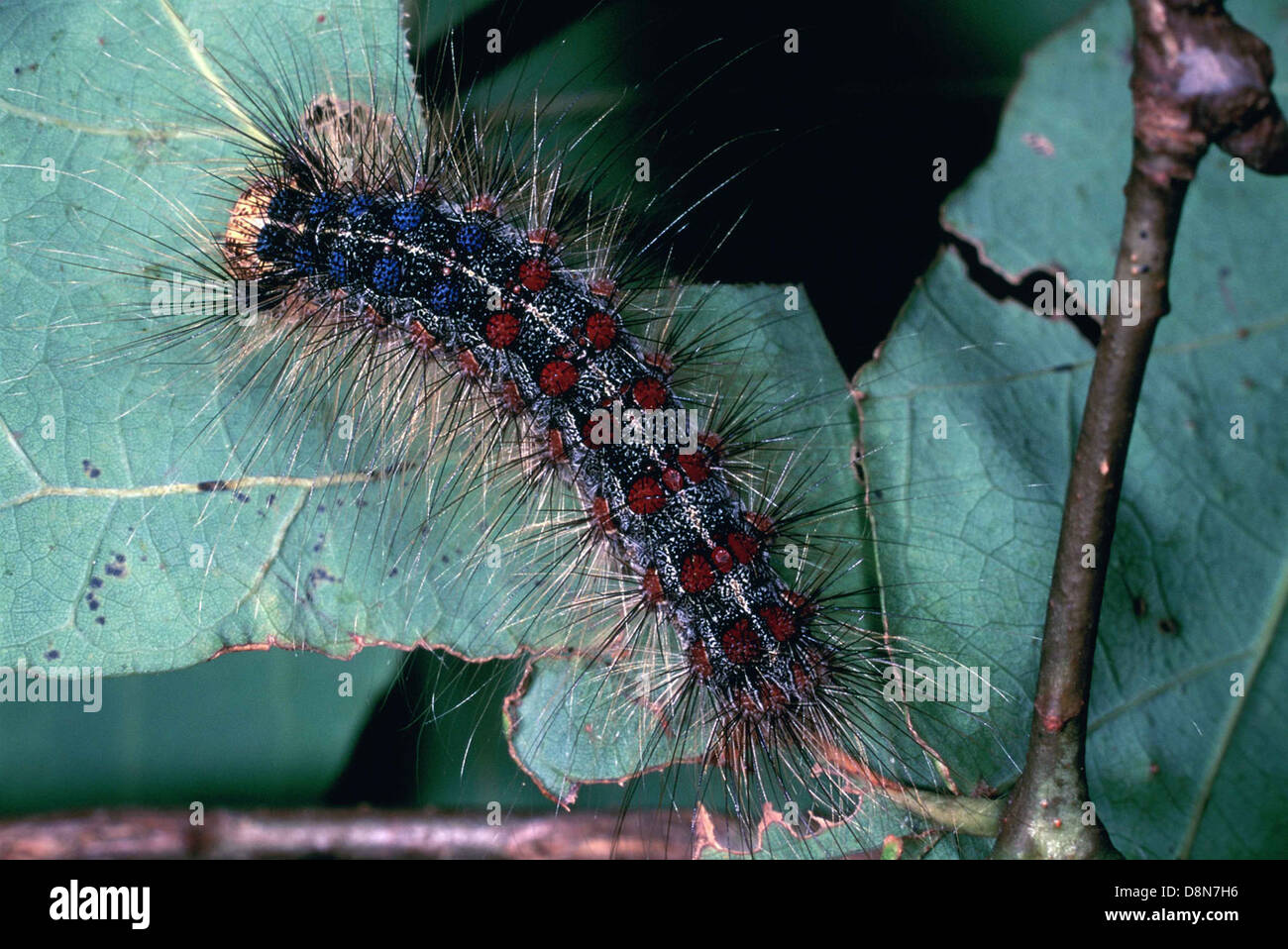 Gypsy moth invasive moth catepillar lymantria dispar Stock Photo - Alamy