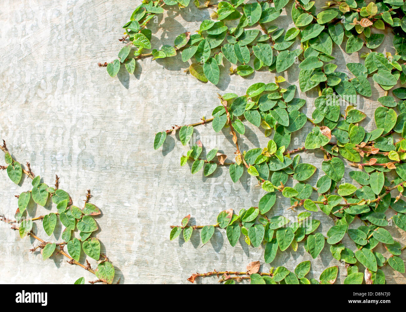 Climbing fig tree and white wall old Stock Photo - Alamy