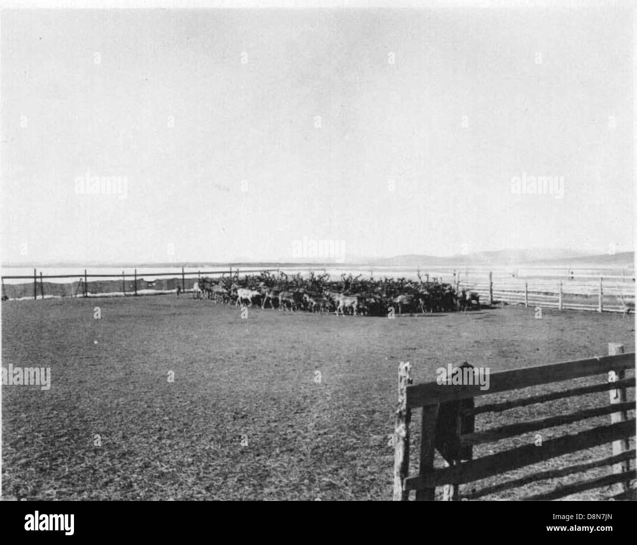 A herd of livestock contained within a large corral. The animals are ...