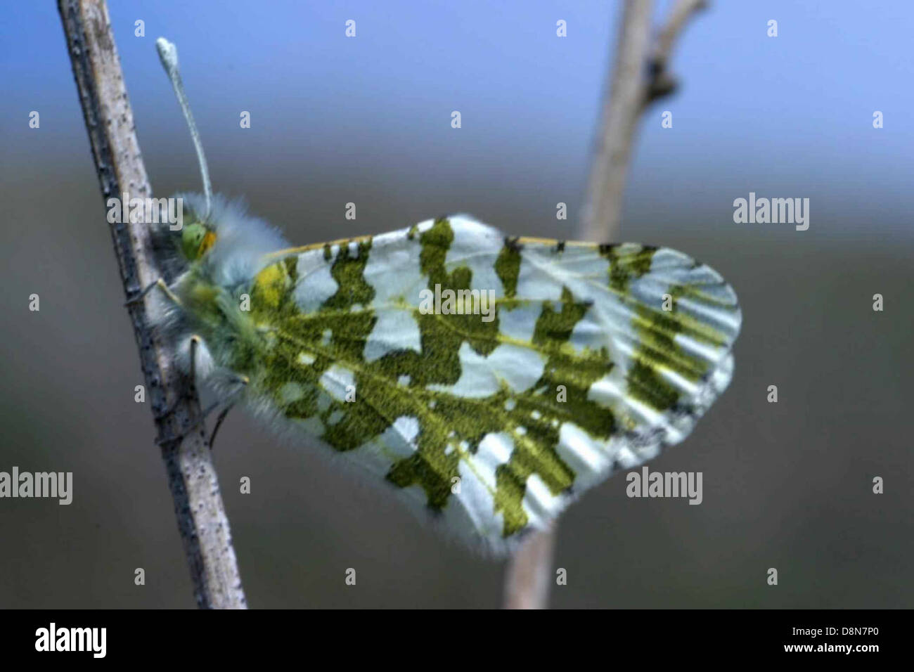 Island marble butterfly hi-res stock photography and images - Alamy