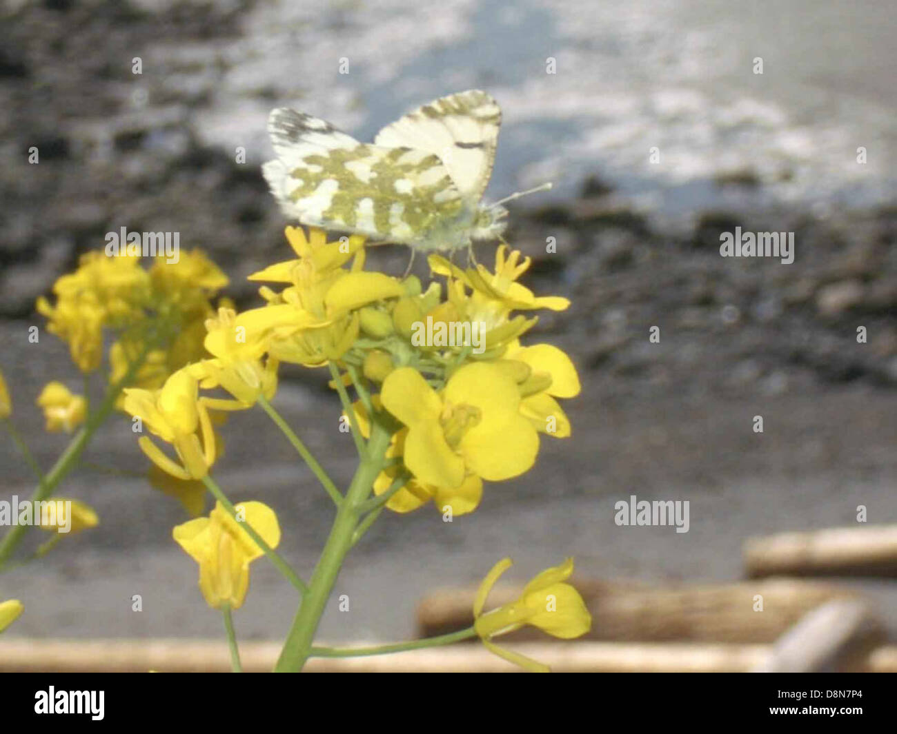An Island marble butterfly rests delicately on yellow flowers. This ...