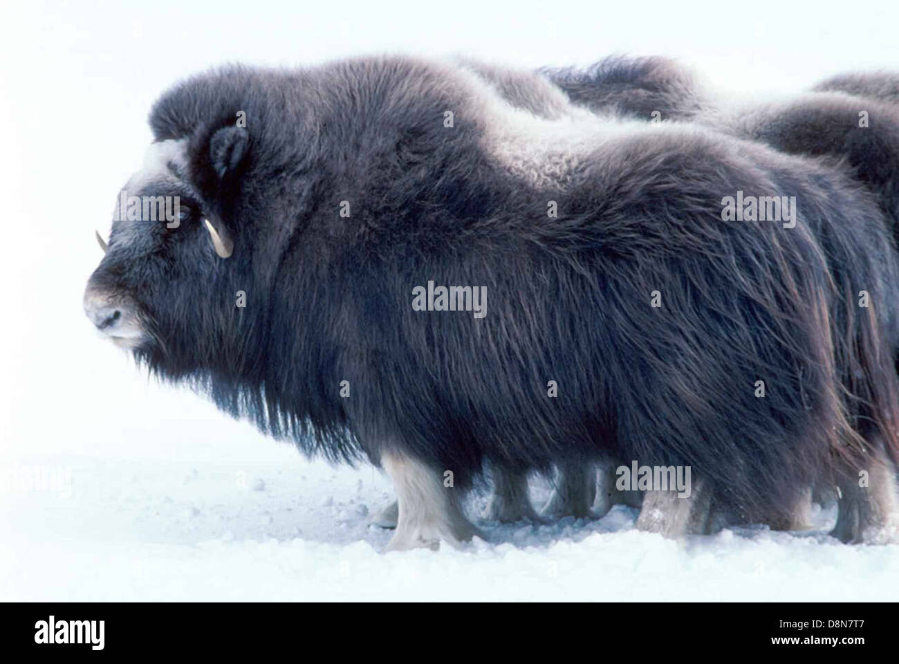 A musk ox, a large mammal native to the Arctic, is captured in its ...