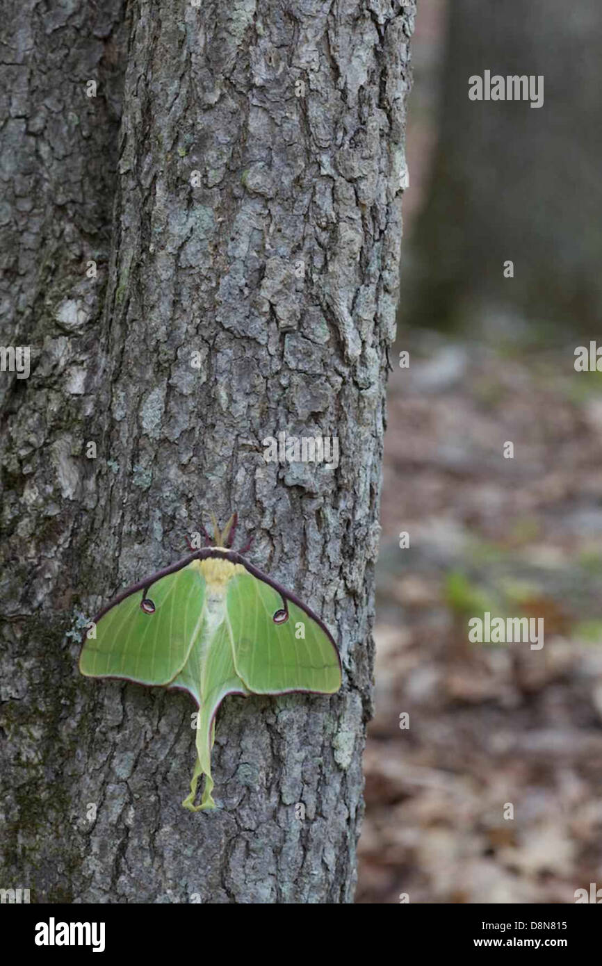A Luna moth (Actias luna) perched on a surface, showcasing its striking ...