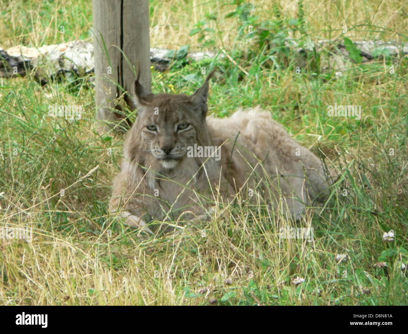 Lynx ears hi-res stock photography and images - Alamy