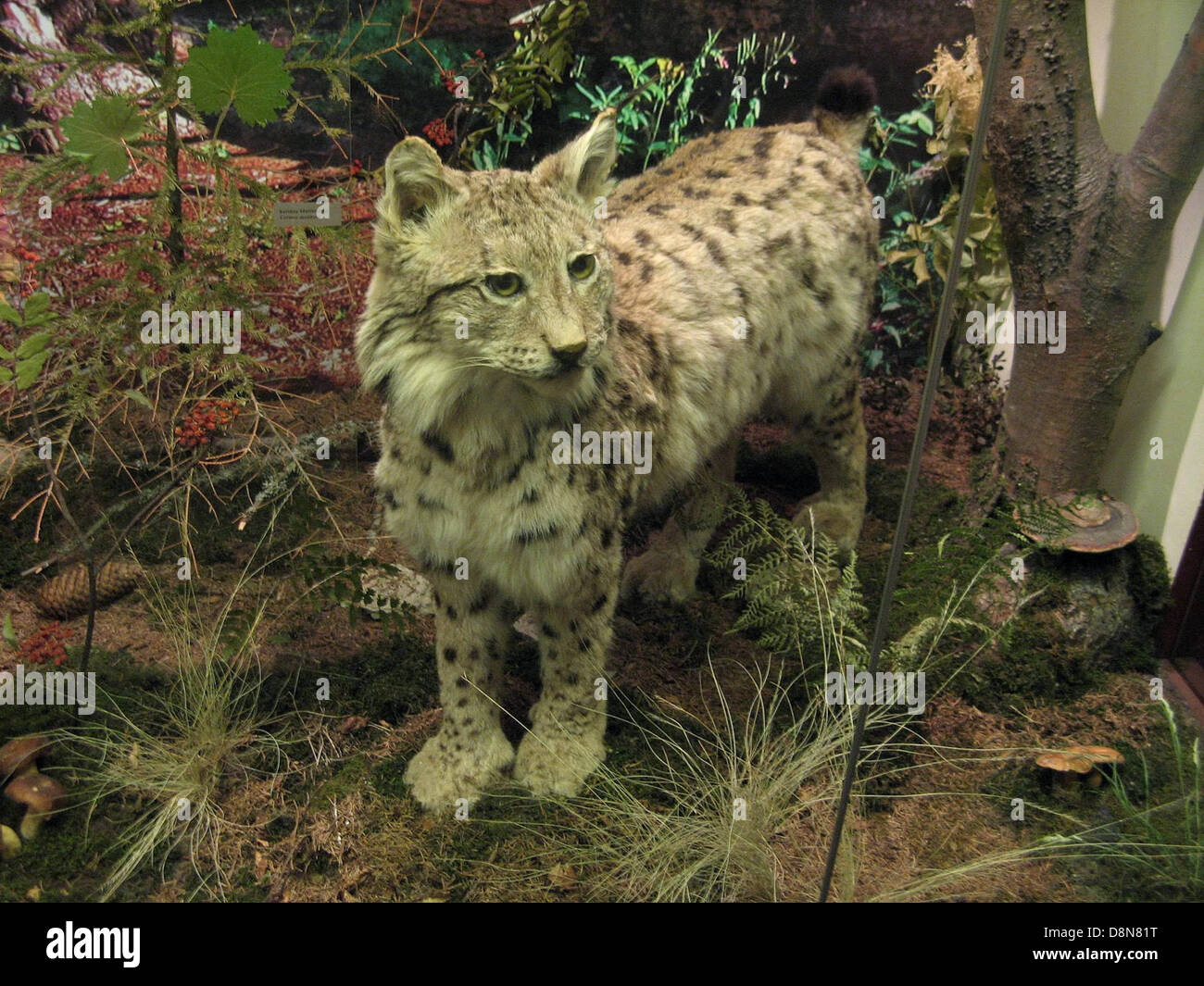 A taxidermied lynx on display at a museum. The lynx is shown in a ...
