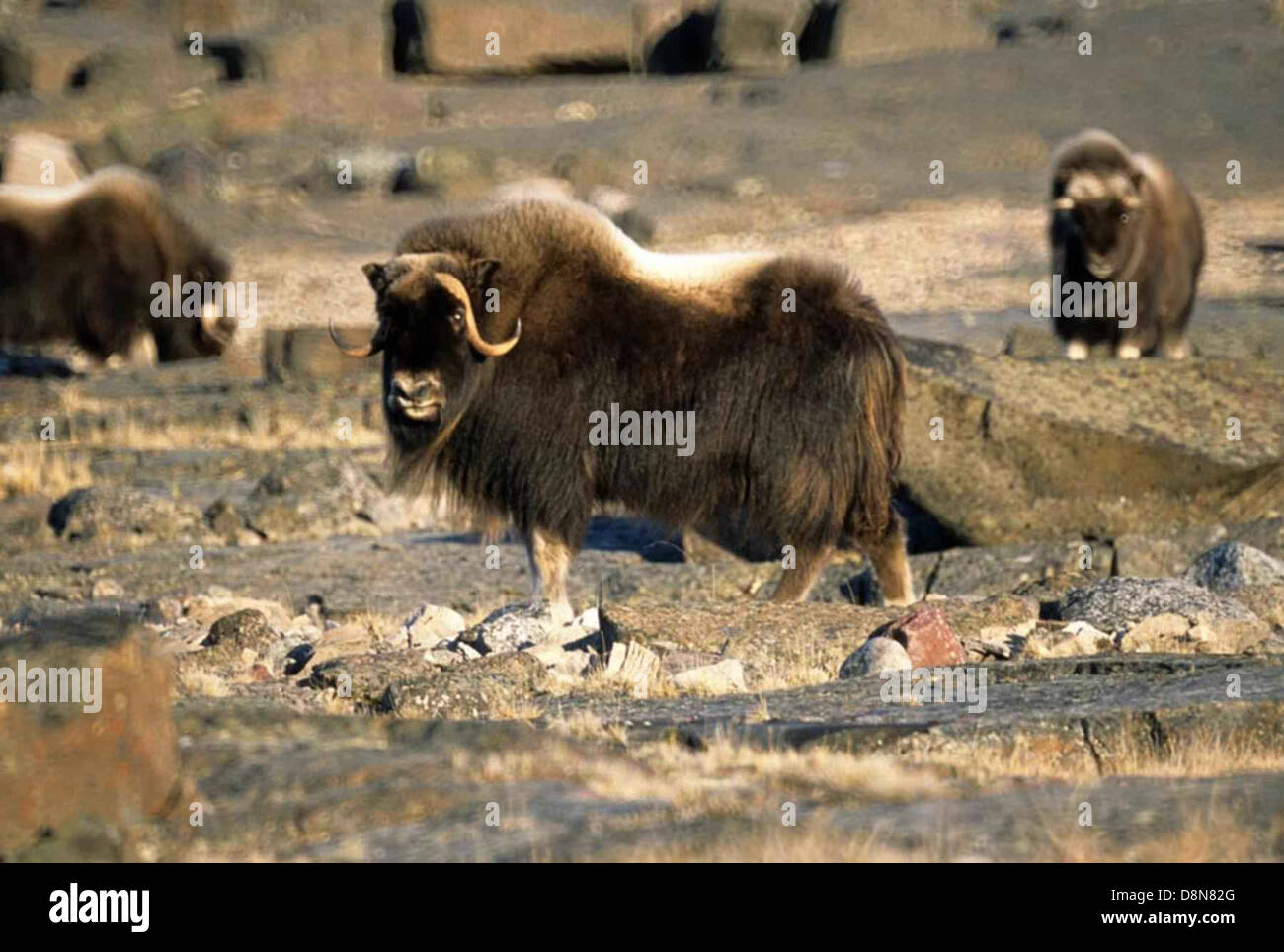 A male musk ox stands in a cold, rugged landscape. Known for its thick ...