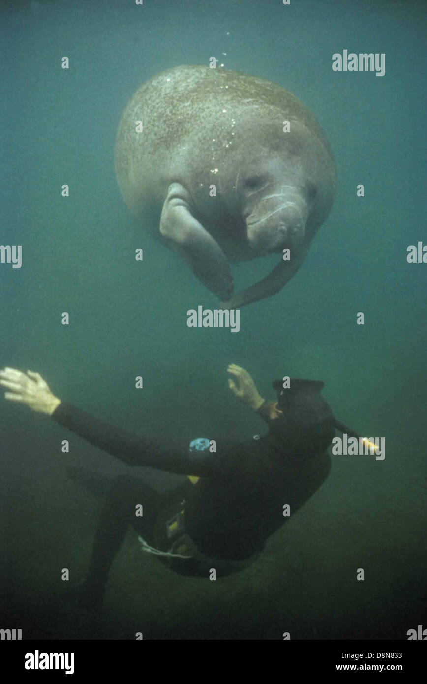 Image shows underwater environment hi-res stock photography and images ...