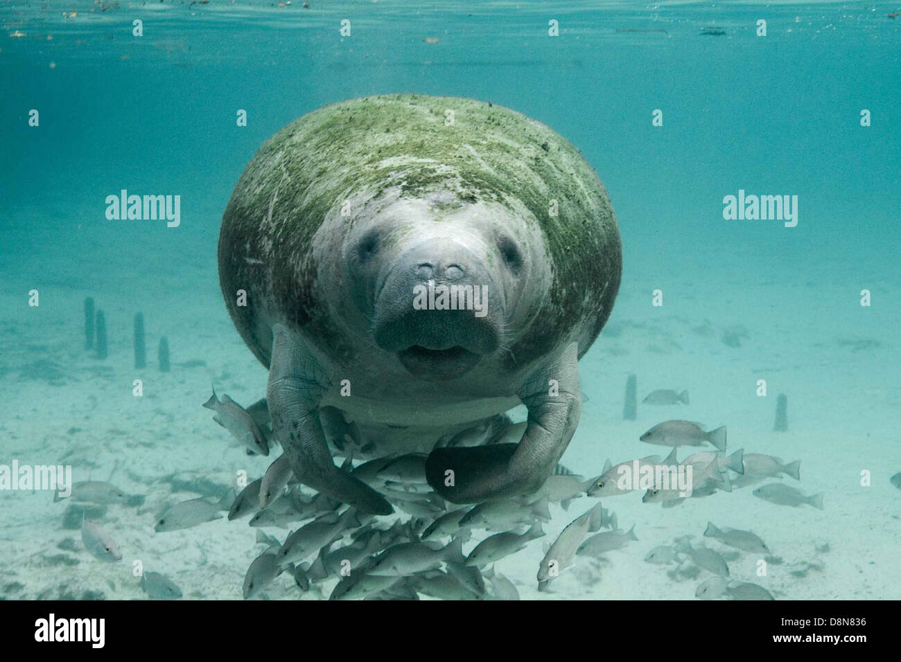 A manatee swimming gracefully underwater, surrounded by various fish ...