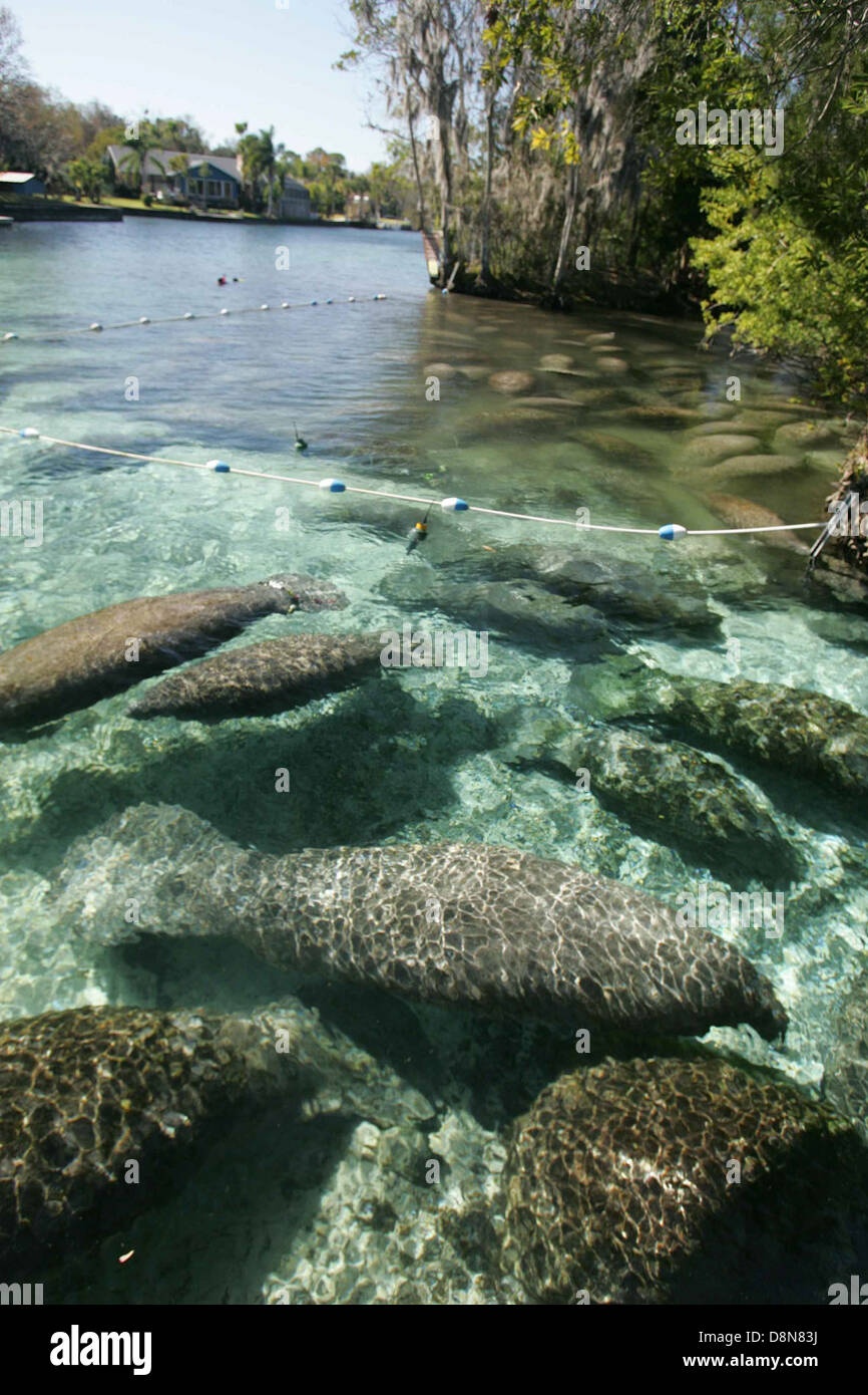A manatee swimming gracefully in the water, highlighting its slow ...