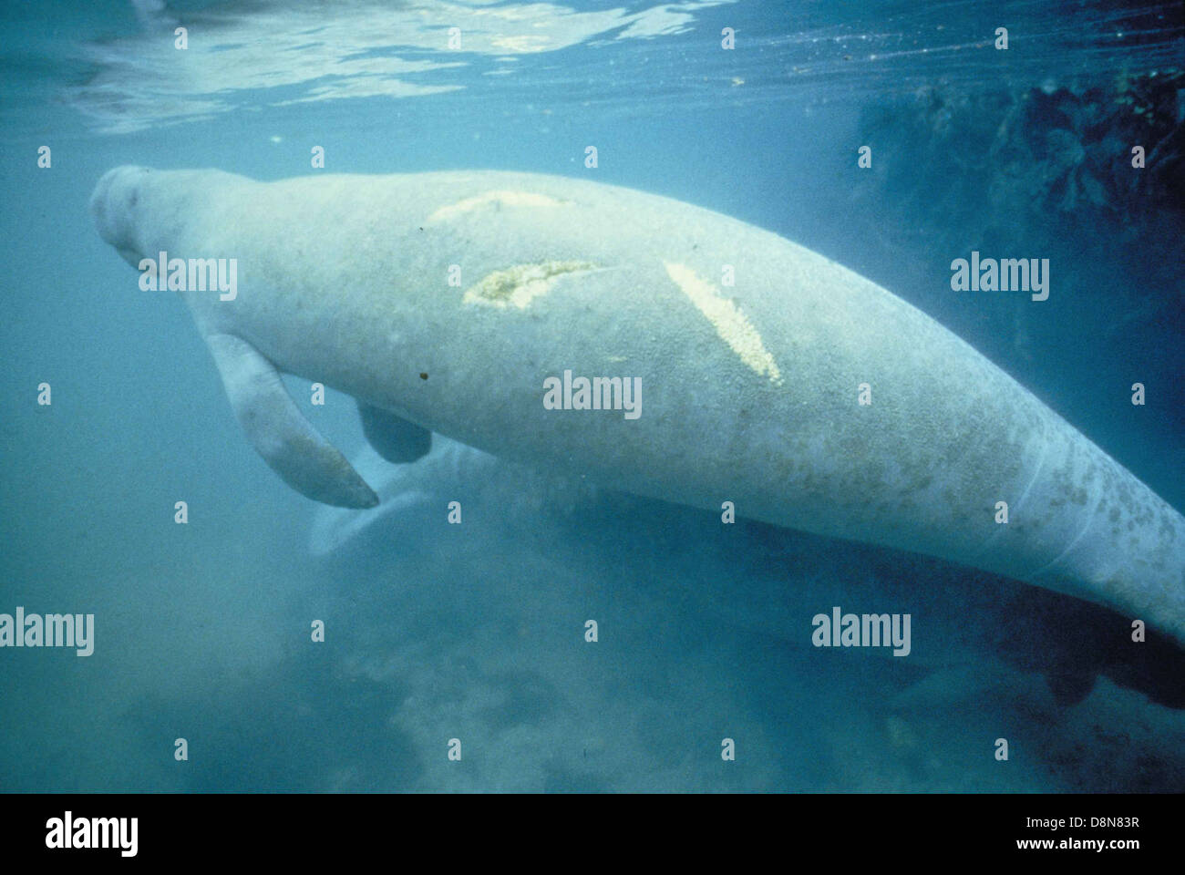 Manatee with scars on back hi-res stock photography and images - Alamy
