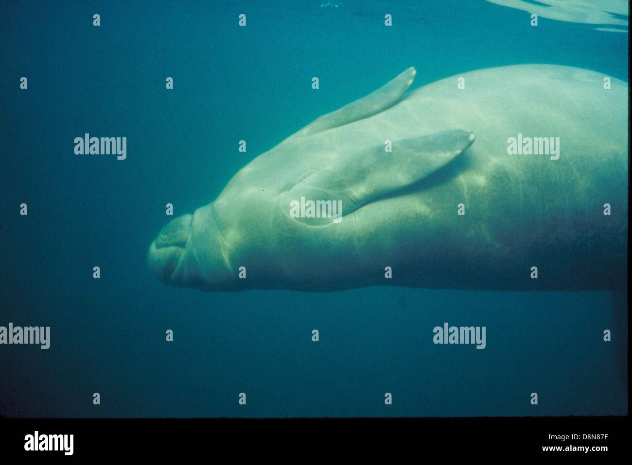 A manatee, a large marine mammal, is captured underwater in this photo ...