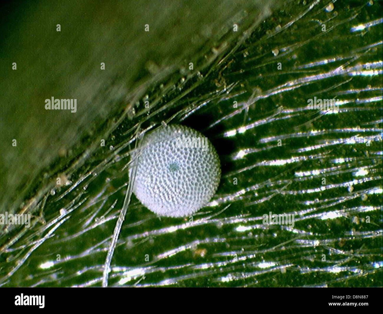 Mission blue butterfly egg macro insect picture Stock Photo - Alamy