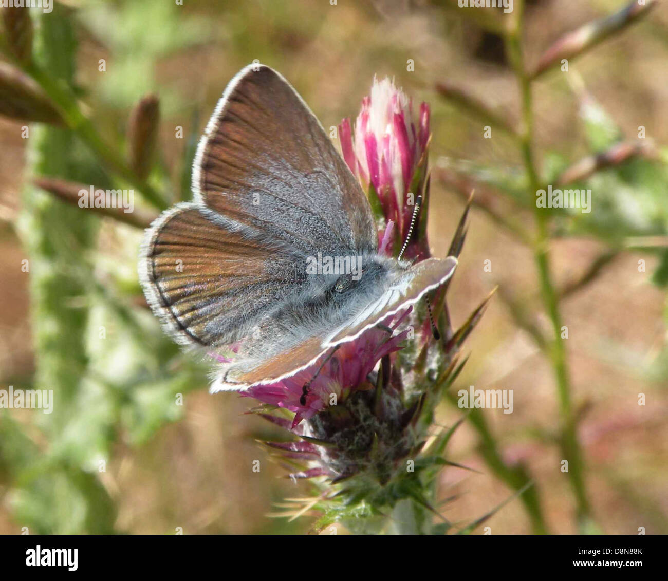 Mission blue butterfly icaricia icarioides missionensis hi-res stock ...