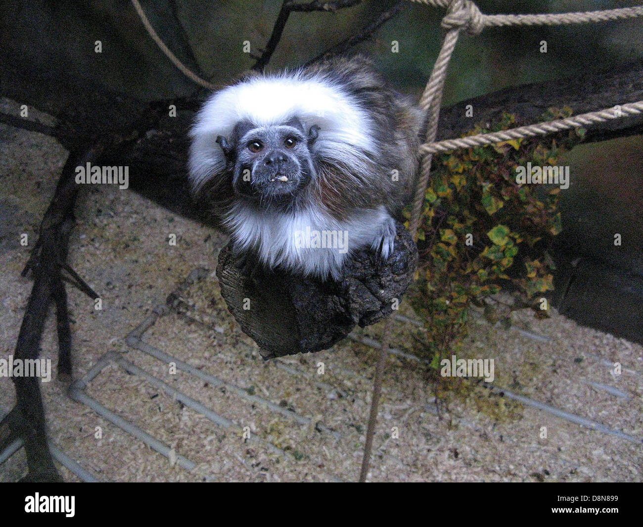 A monkey perched in the trees of a forest, surrounded by dense foliage ...