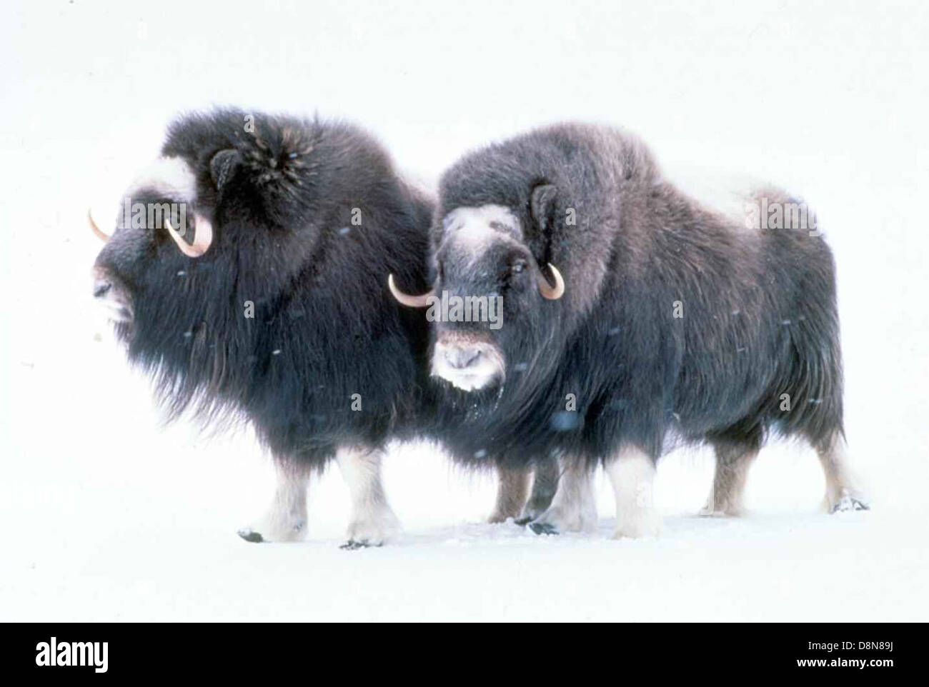 Photo of animals Cut Out Stock Images & Pictures - Alamy