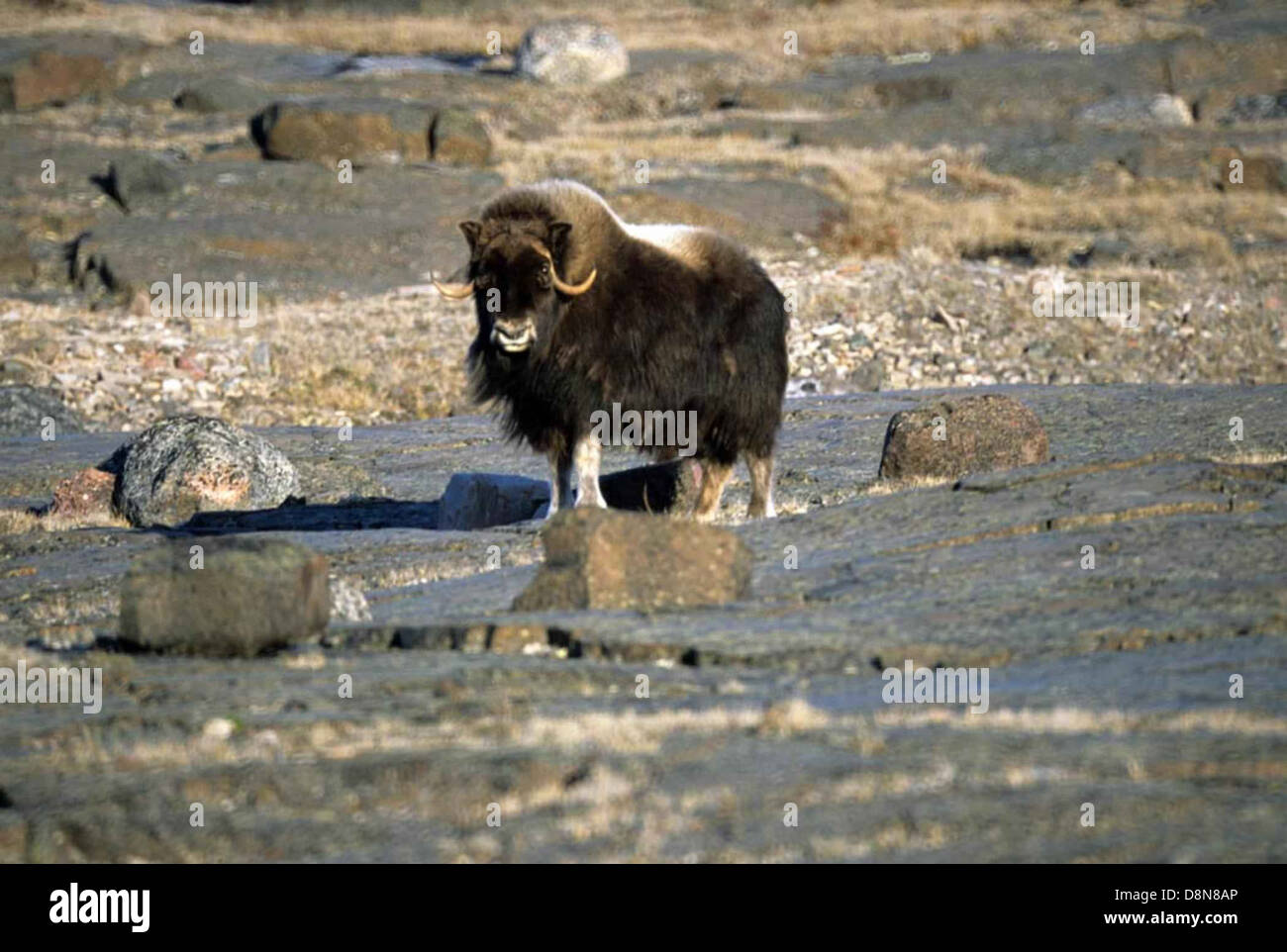 A musk ox (Ovibos moschatus) standing in a snowy landscape. Known for ...