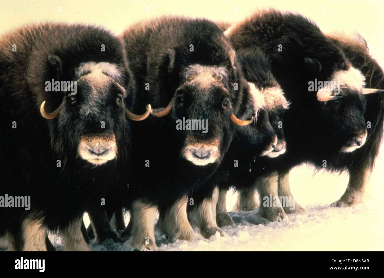 A musk ox (Ovibos moschatus), a large mammal known for its thick fur ...