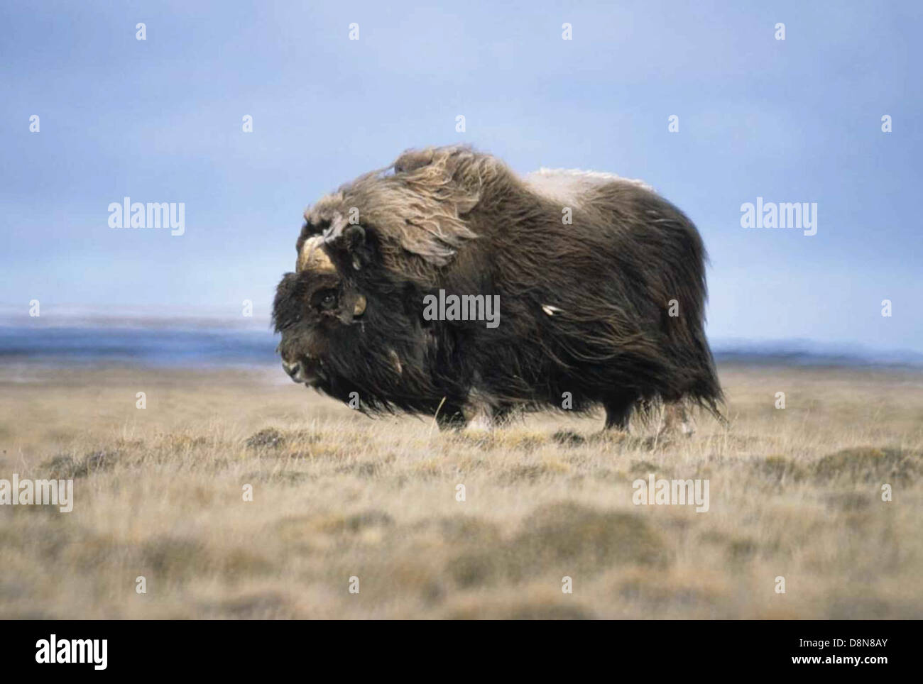 A musk ox bull (Ovibos moschatus) stands proudly in its natural habitat ...